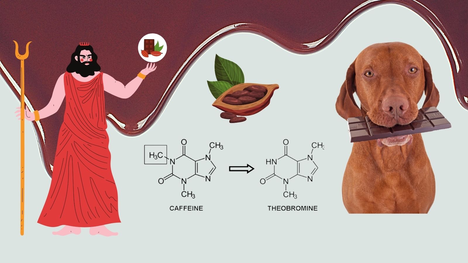 Why Is Chocolate Harmful to Dogs? - OkButWhy