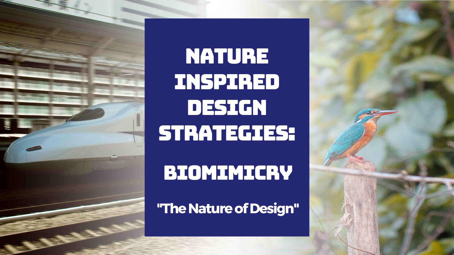 Nature Inspired Design Strategies: Biomimicry - OkButWhy